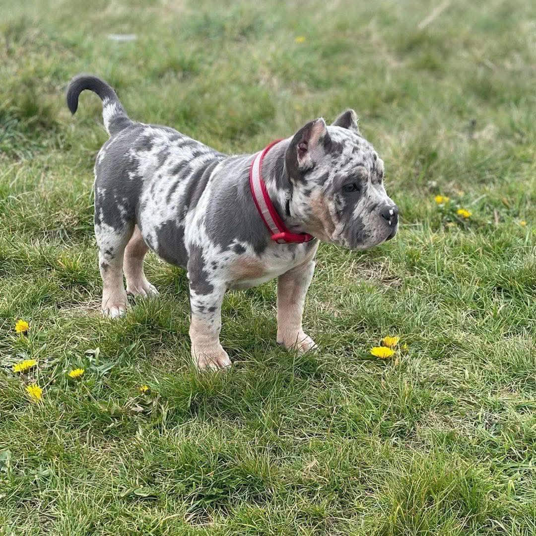 Holiday Shield Pets | American Bully Puppies Raised for Family Life
